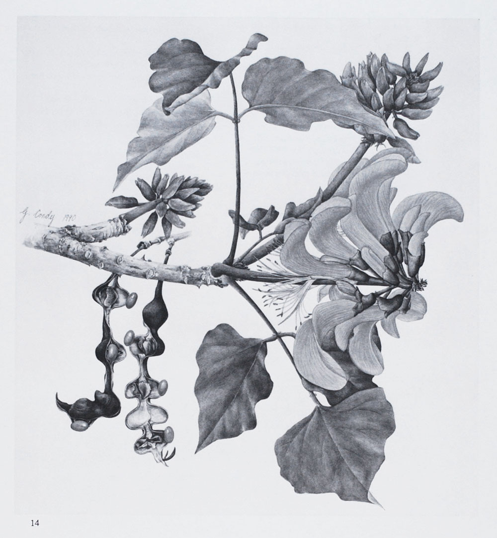 Catalogue of the International Exhibition of Botanical Art ...